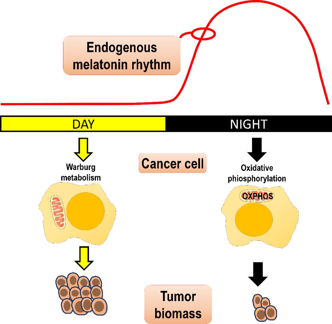 Why MELATONIN is one of the MOST IMPORTANT compounds we produce in our ...