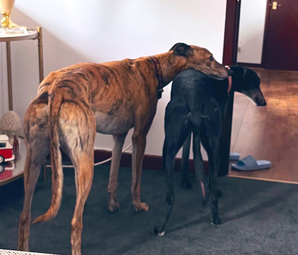 Norah Bones 🍖🦴🍗🦴 on Twitter: "Waiting for the office to open. Desmond is taking liberties."