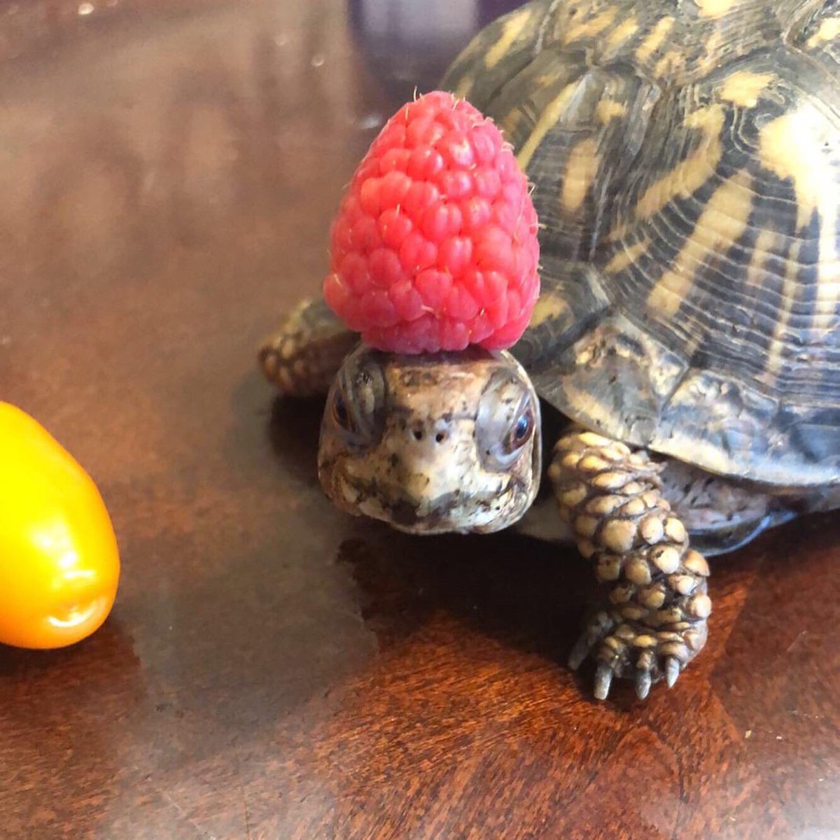 Baby Turtle Eating A Raspberry