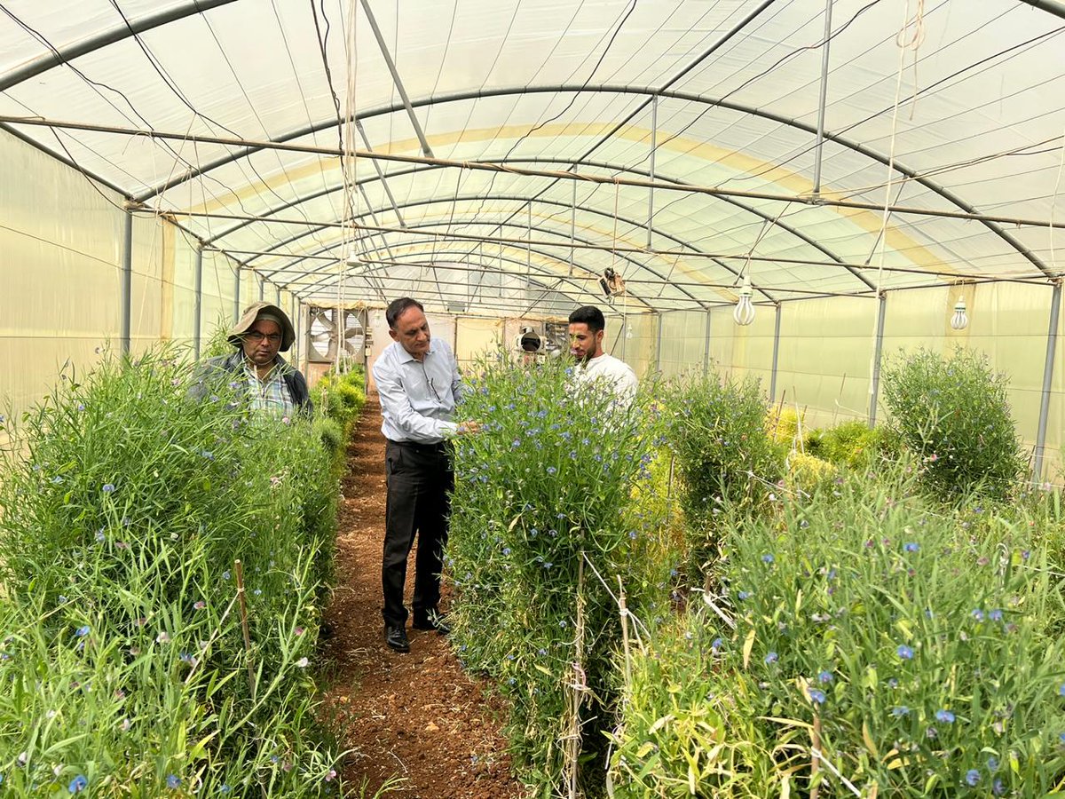 Ethiopian Lentils Plant