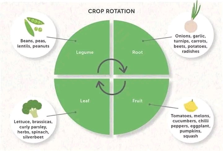 Thee Farmer on Twitter: "Farming is a profession of HOPE. Did you know ...