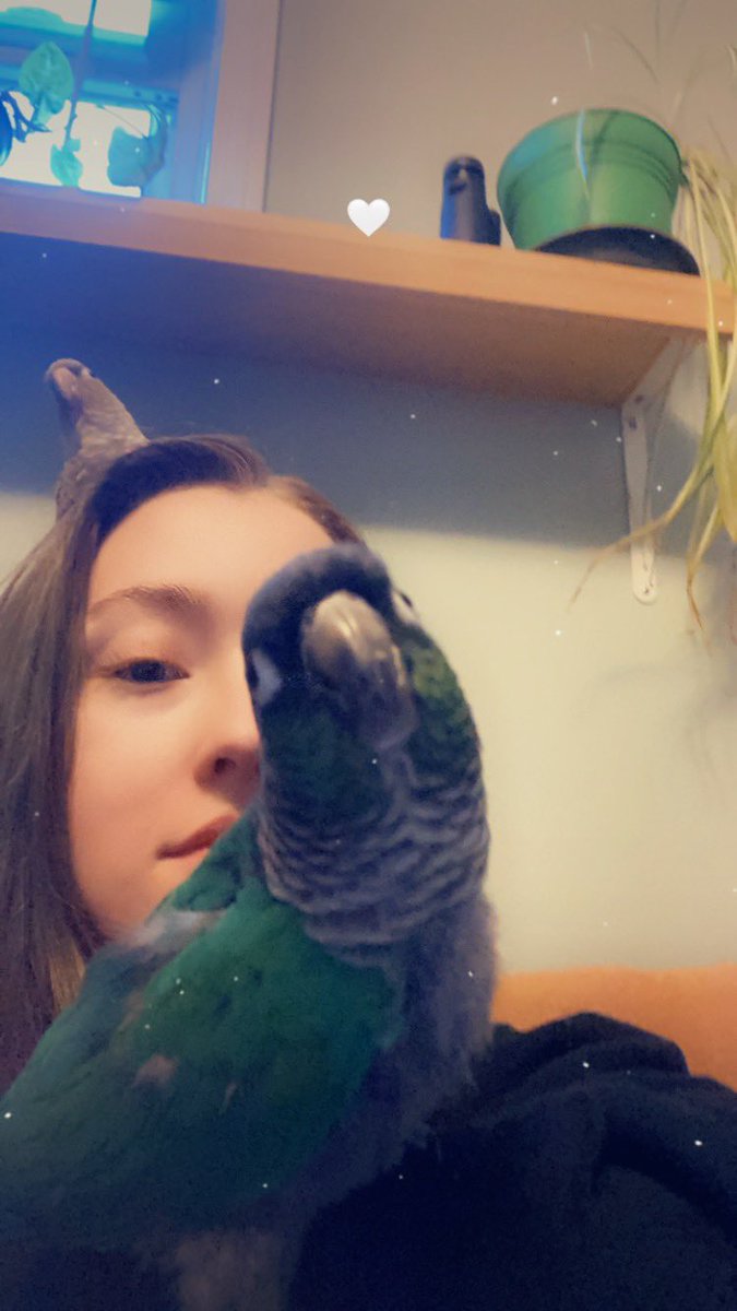 Studio Beeb 💛comms open~ on Twitter: "Conure magnet"