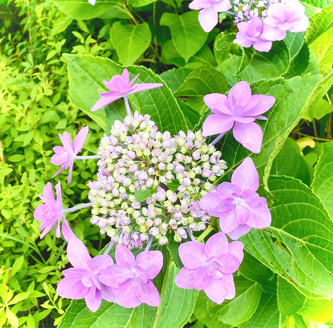 NCNP（国立精神・神経医療研究センター） on Twitter: "毎年5月23日は「難病の日」です。2014年のこの日に「難病の患者に対する医療等に関する法律」（難病法）が成立したことを ...