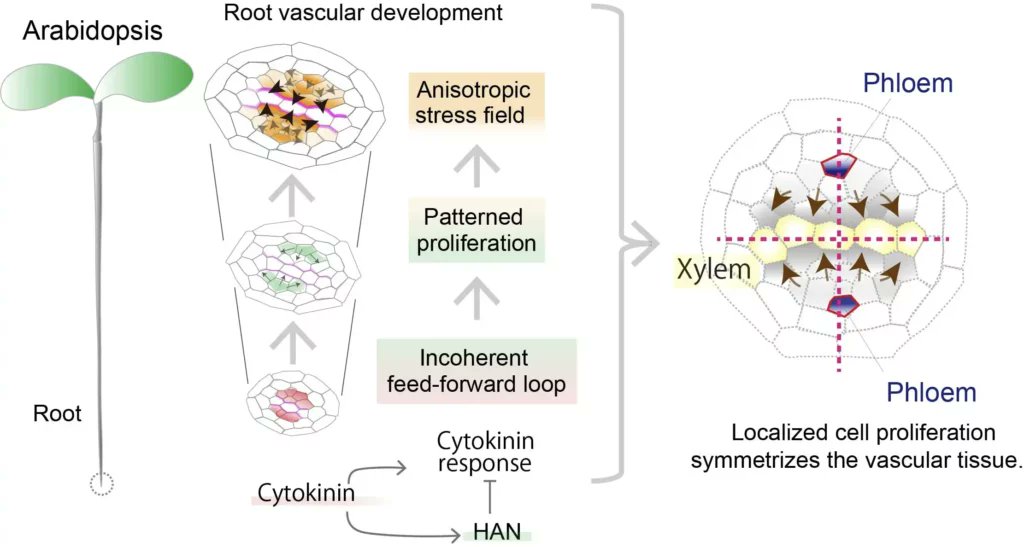 Global Plant Council on Twitter: "Compressive stress shapes the ...