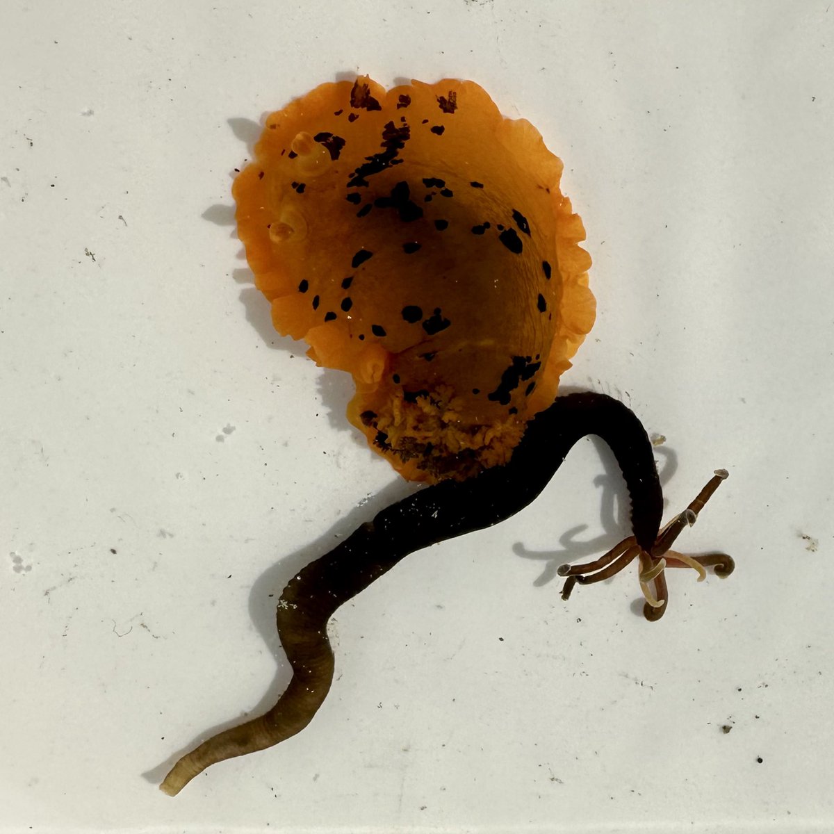 にに On Twitter 国際生物多様性の日 1日遅れ まず門の数が多い海洋生物。 マイナーな生物も、調べれば簡単にデータが出て