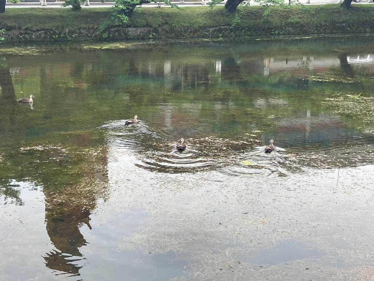 天川大魔王 On Twitter 继续往南走,抵达了弘前 今天给青森人一点小小的道民震撼(指用一个小时逛完弘前城