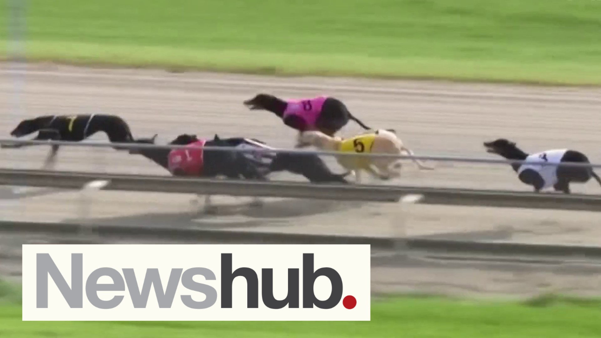Greyhound Racing Gif