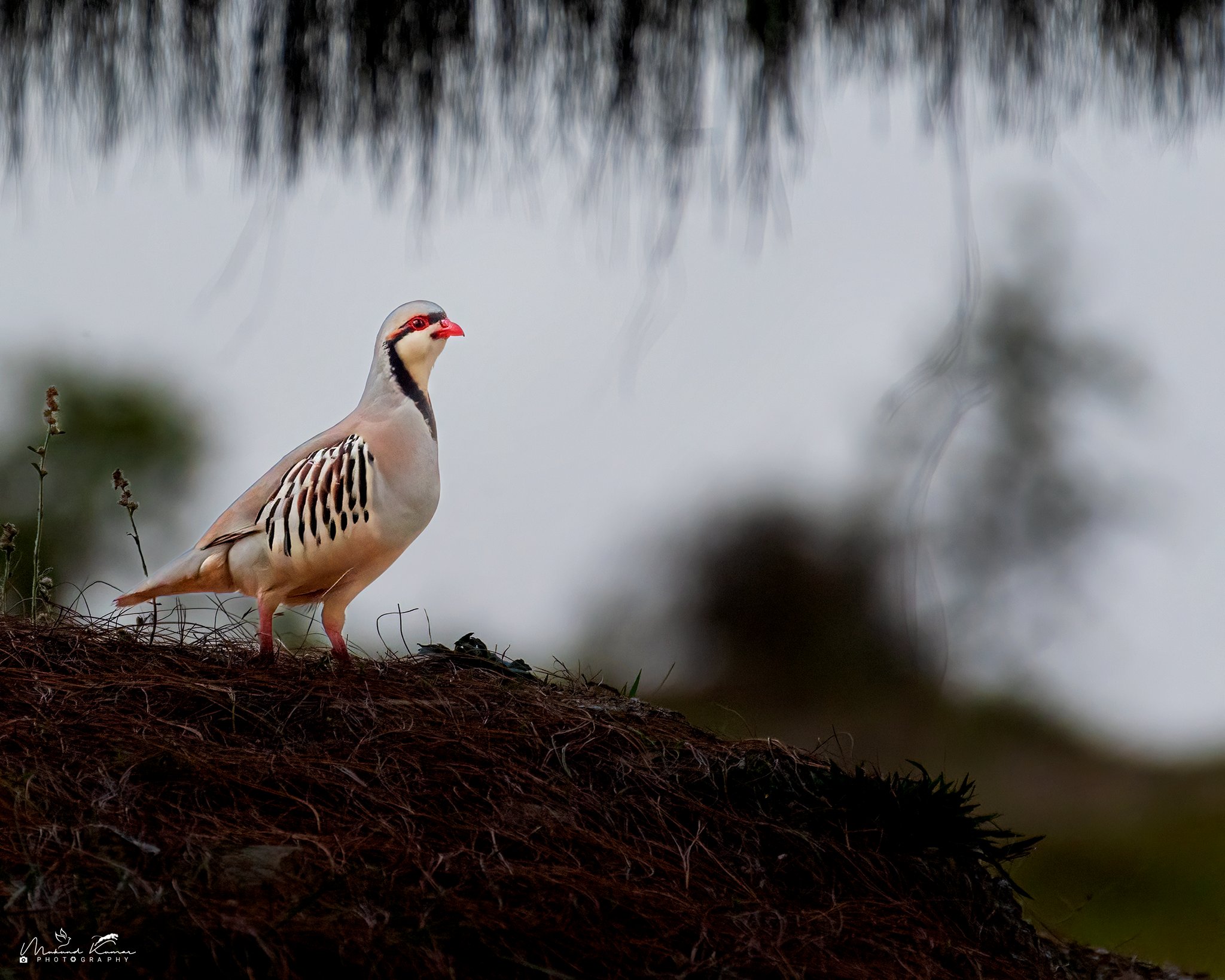 Chukar Partridge Flying