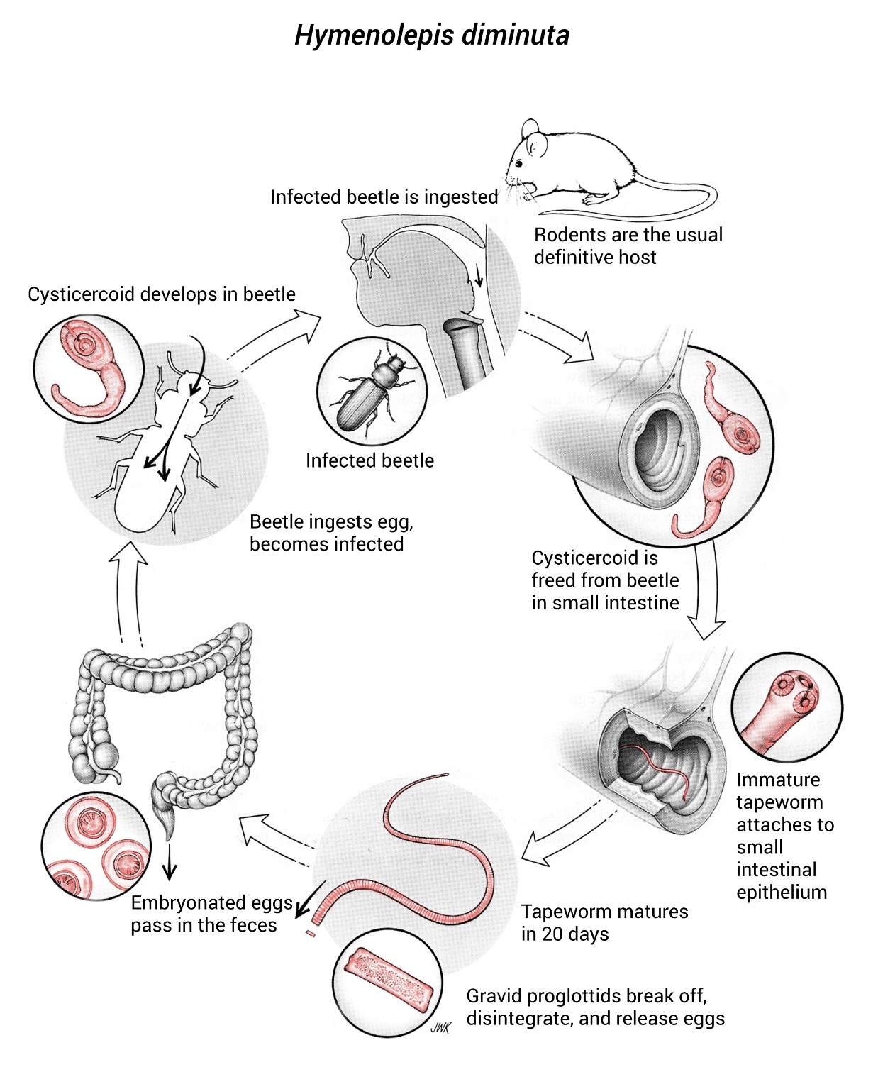 Hymenolepis Diminuta Cysticercoid CDC DPDx Hymenolepiasis