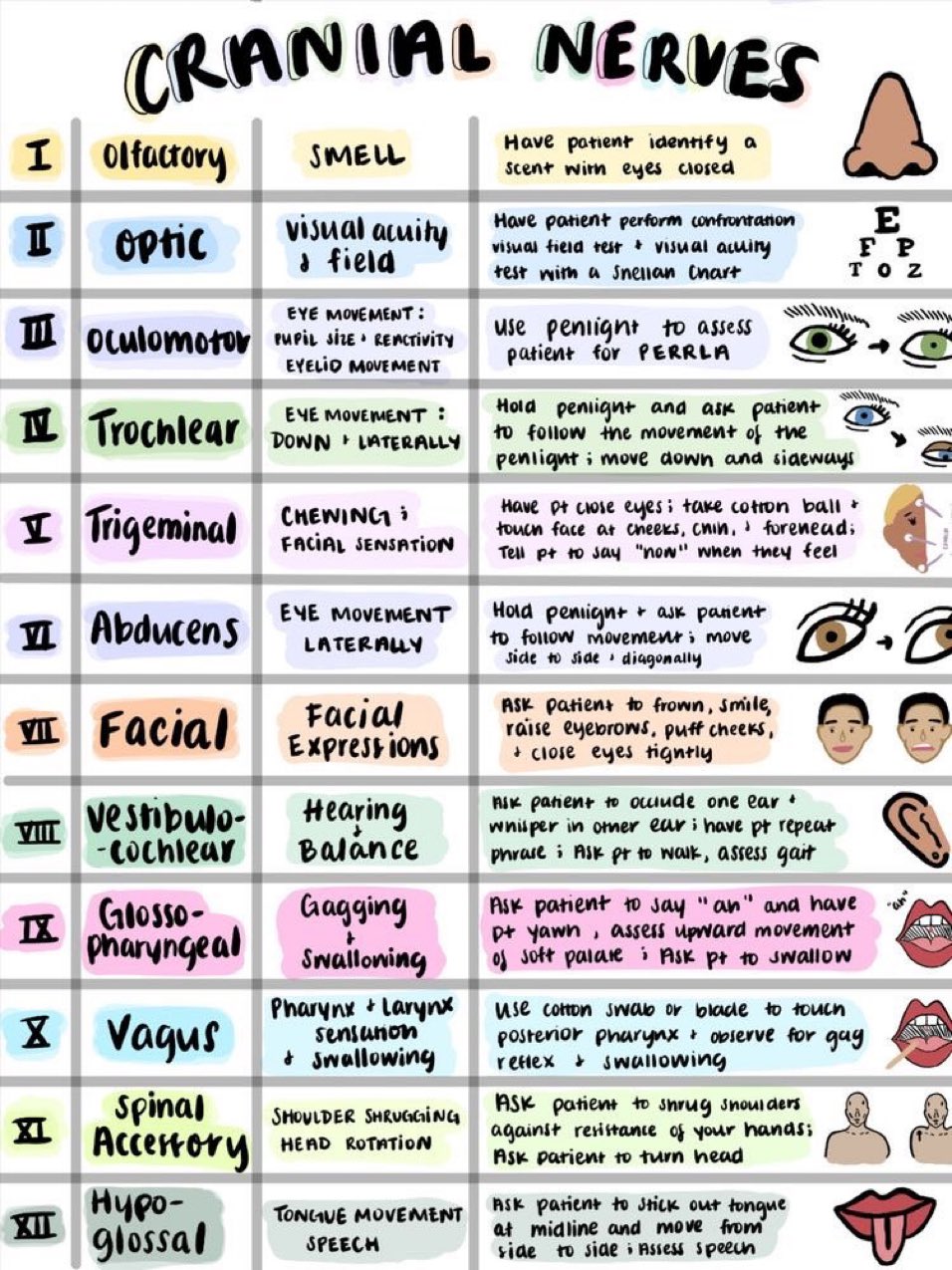 Cranial Nerve Examination Nursing Trigeminal Nerve Cr - vrogue.co Cranial Nerve Examination Nursing Trigeminal Nerve Cr - vrogue.co