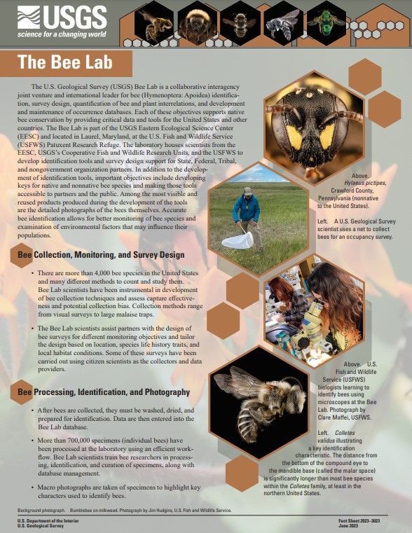 Identifying A Bee For Education The Laboratory Oxford Bee Lab