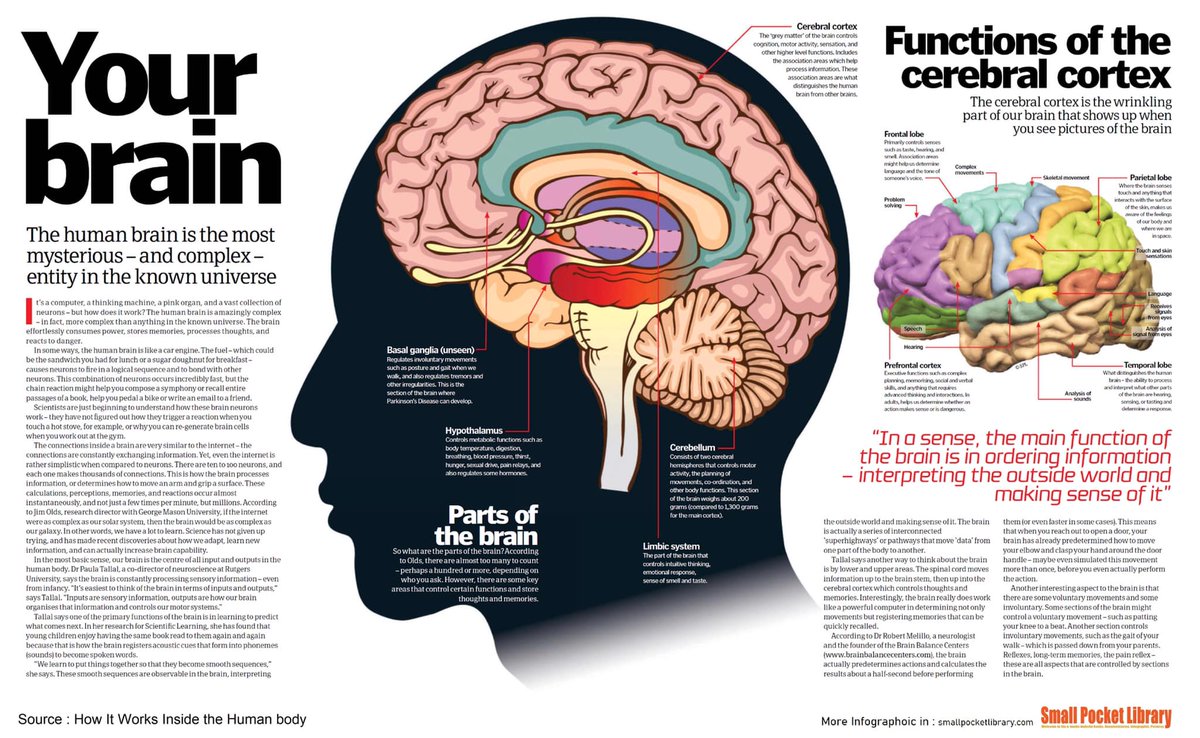 Hugo Chrost on Twitter: "Find out more about your brain. Source: Small ...