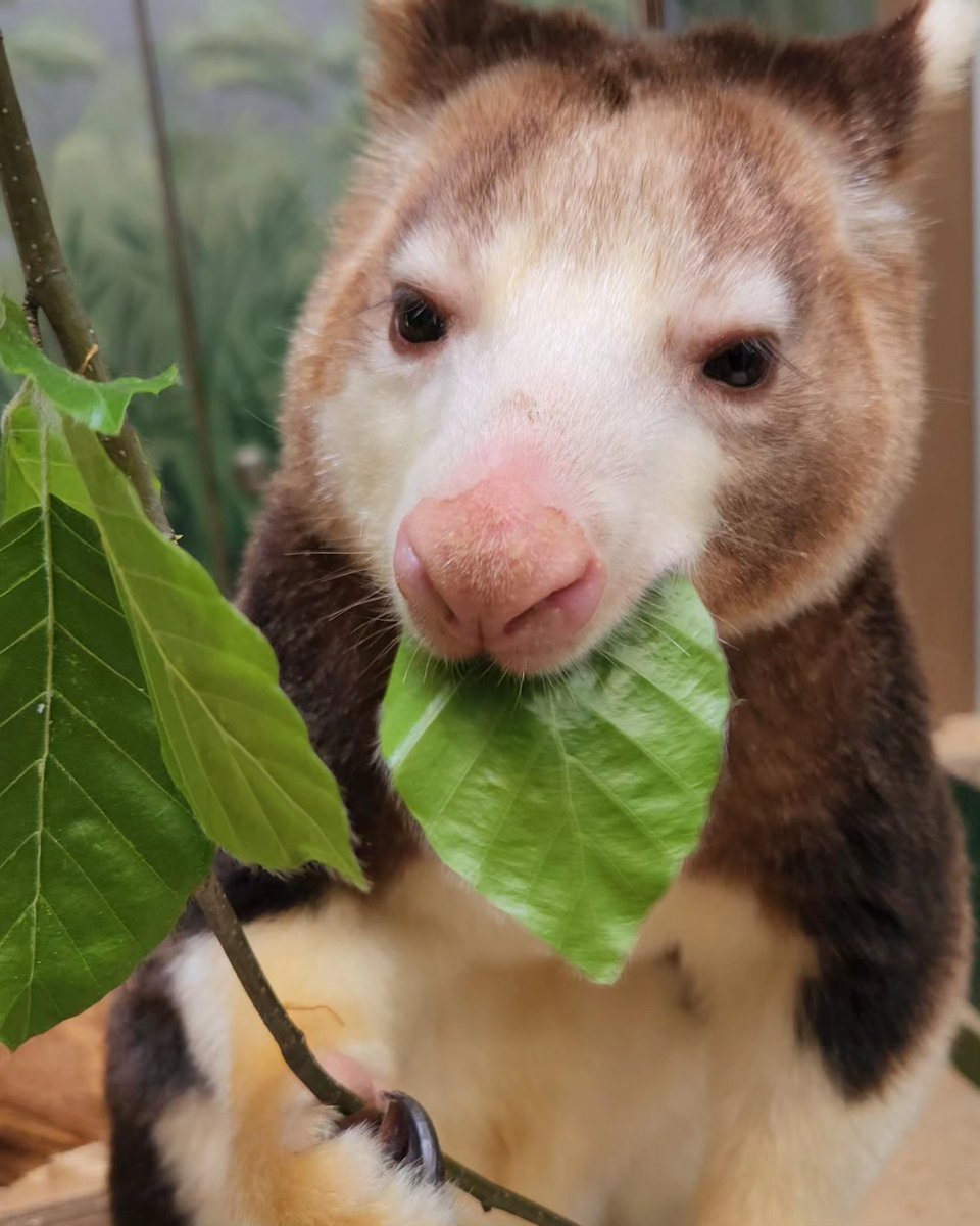 Tree Kangaroo Eating