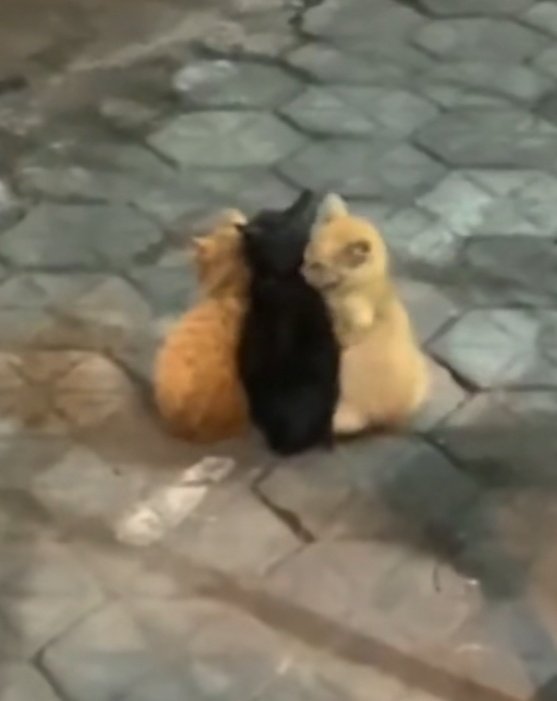 Mr Goose Totk Life On Twitter Rt Himesenshi Yusei Jack And Crow
