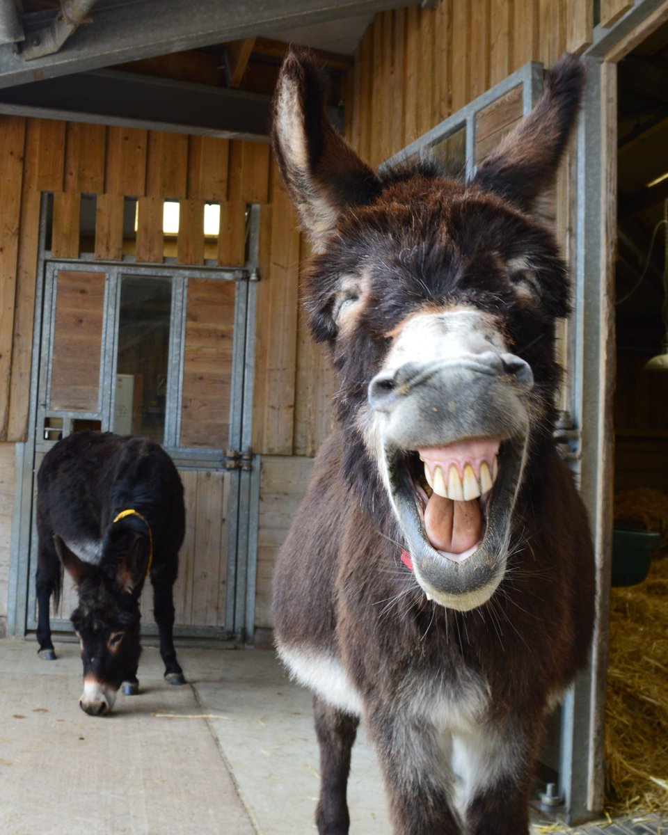 Donkey Smiling