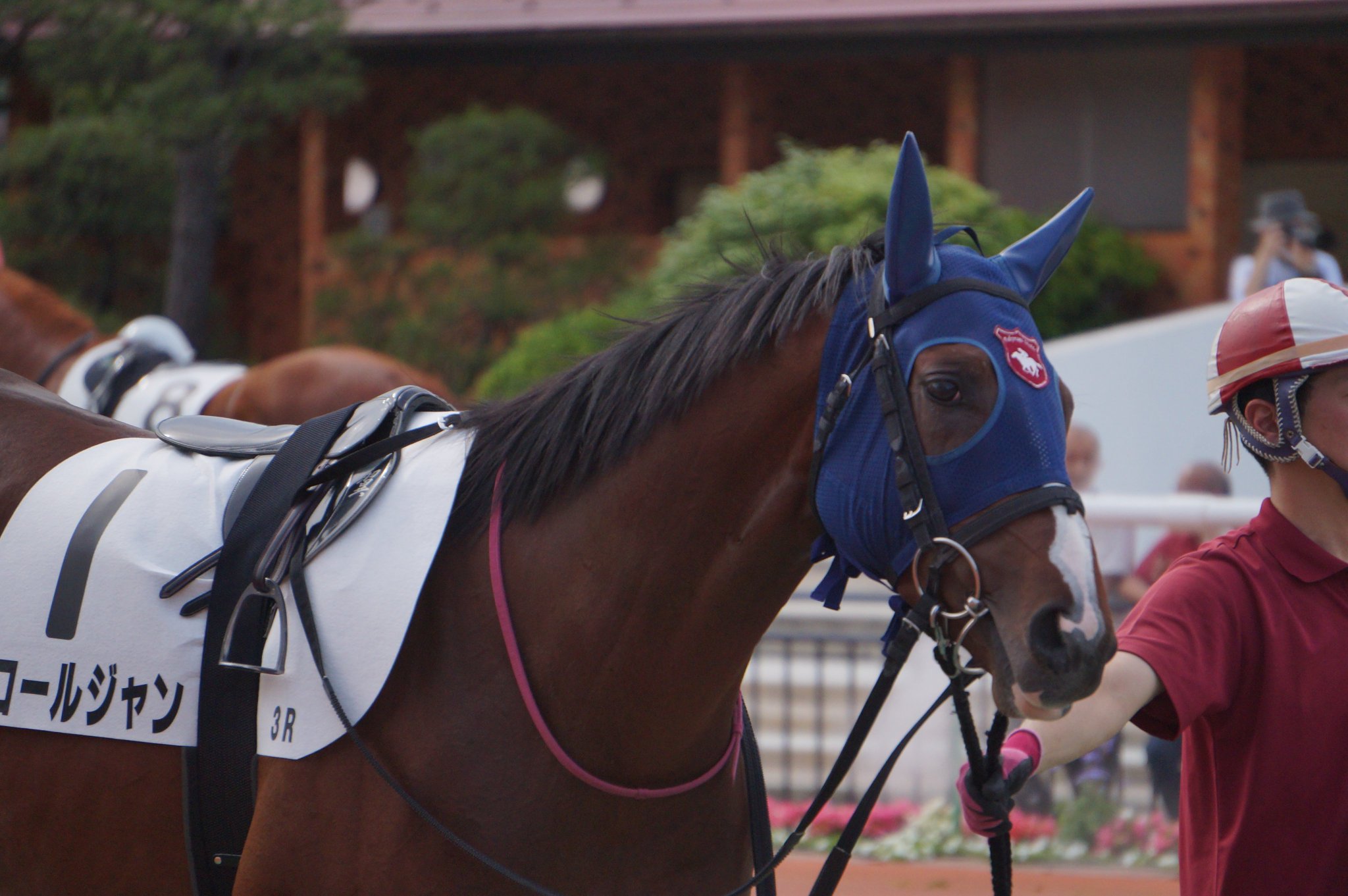 サンスポZBAT！地方競馬 on Twitter: "5日大井3RでデビューVを飾ったのは #ルコールジャン 。 父ディオスコリダーは2017年のカペラSで、スノードラゴンや、ブルドッグボスに ...
