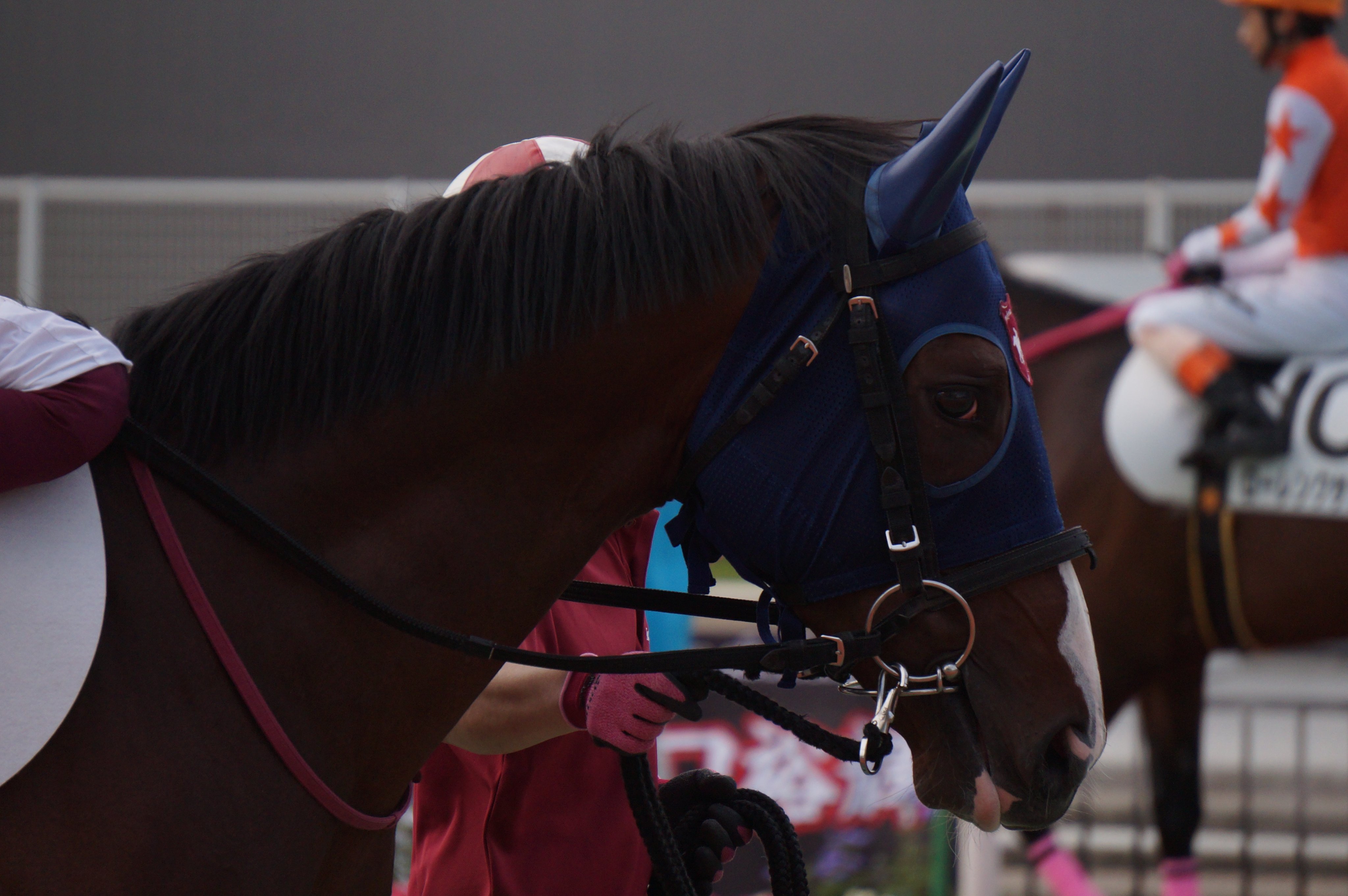サンスポZBAT！地方競馬 on Twitter: "5日大井3RでデビューVを飾ったのは #ルコールジャン 。 父ディオスコリダーは2017年のカペラSで、スノードラゴンや、ブルドッグボスに ...