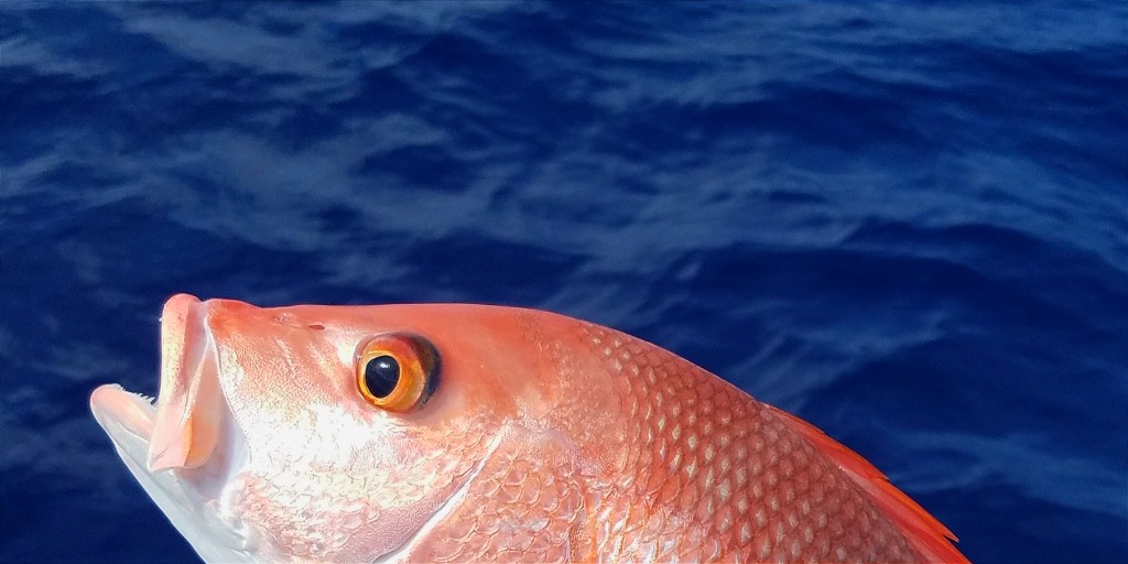 Snapper Fish In Water