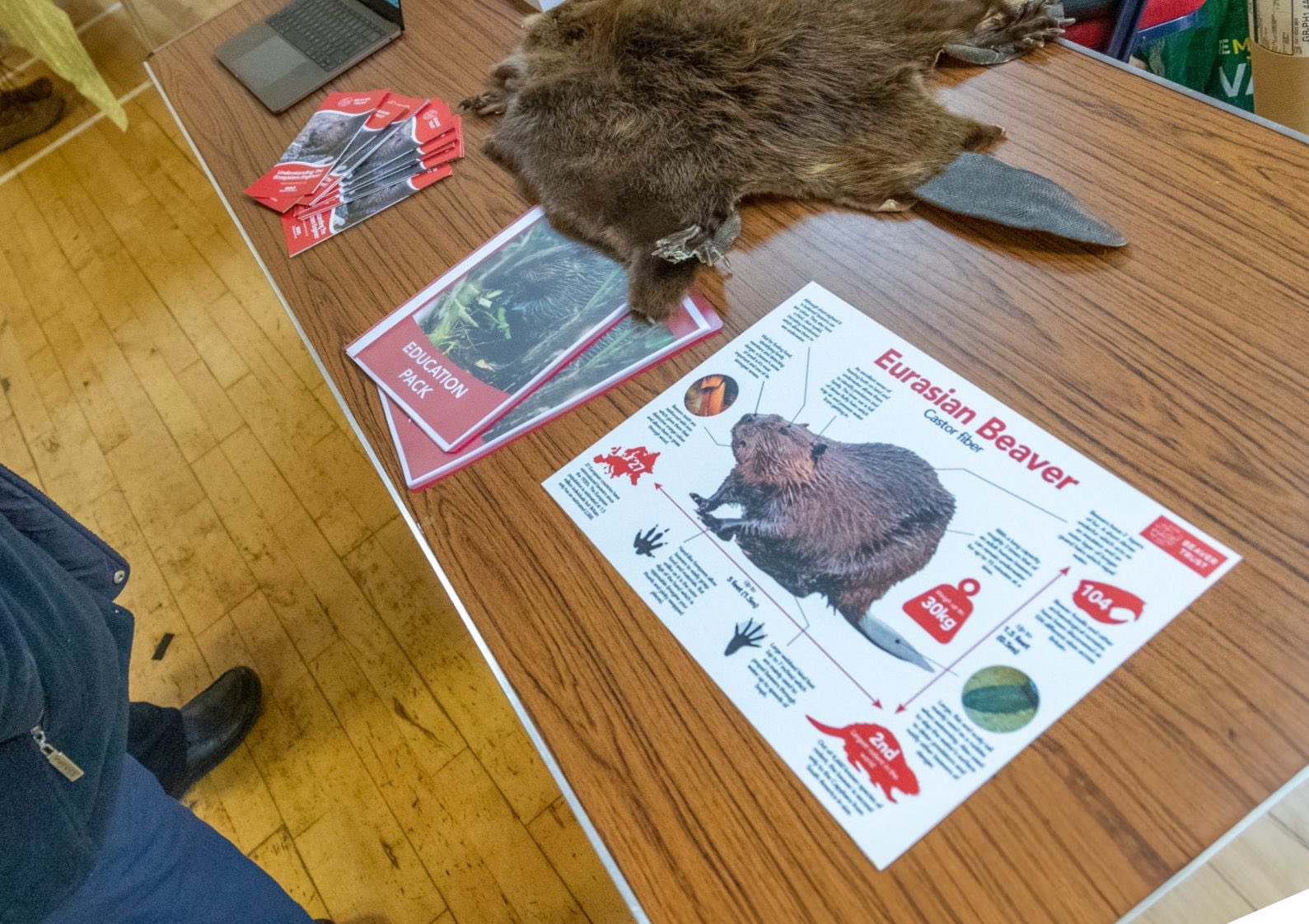 Beaver Trust on Twitter: "Our beaver biology poster is here🦫 After a ...