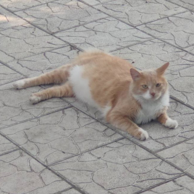 Кот Шурик из Беловежской пущи и его большая семья On Twitter