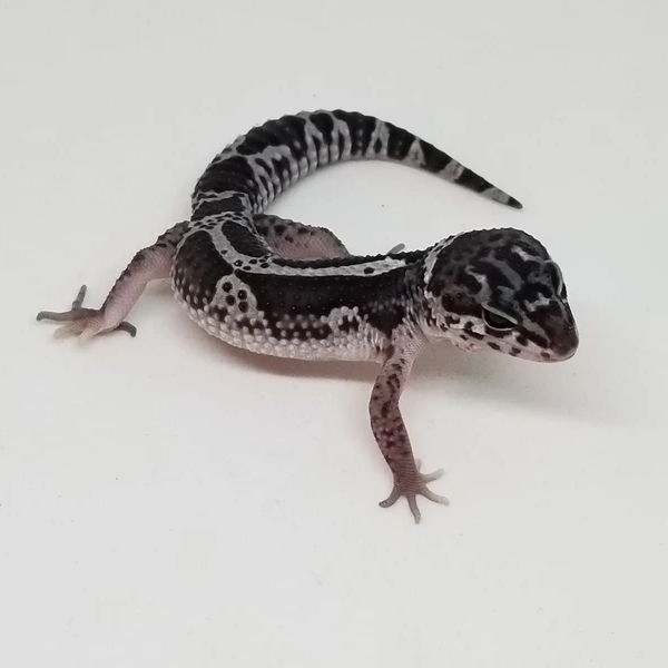 Leopard Gecko Black Pearl