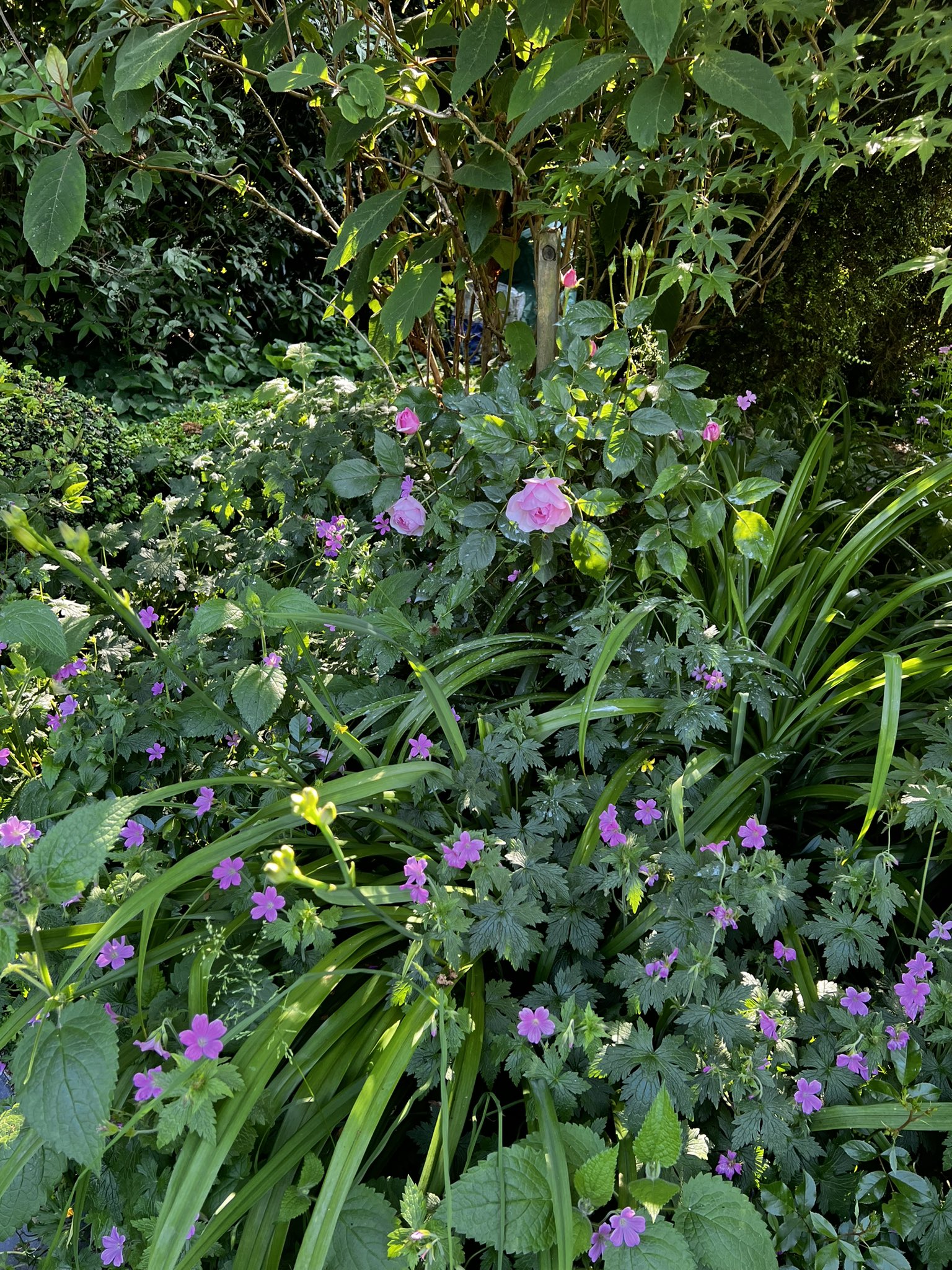 Sam Preston on Twitter: "Another June rose in bloom- Olivia Austin #GardensHour https://t.co ...