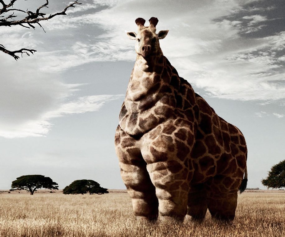 Real Overweight Animals