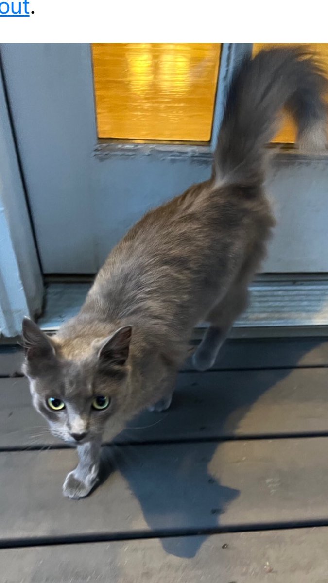 Gandolfs Legacy Cat Rescue On Twitter Somebody Was Taking Care Of Me