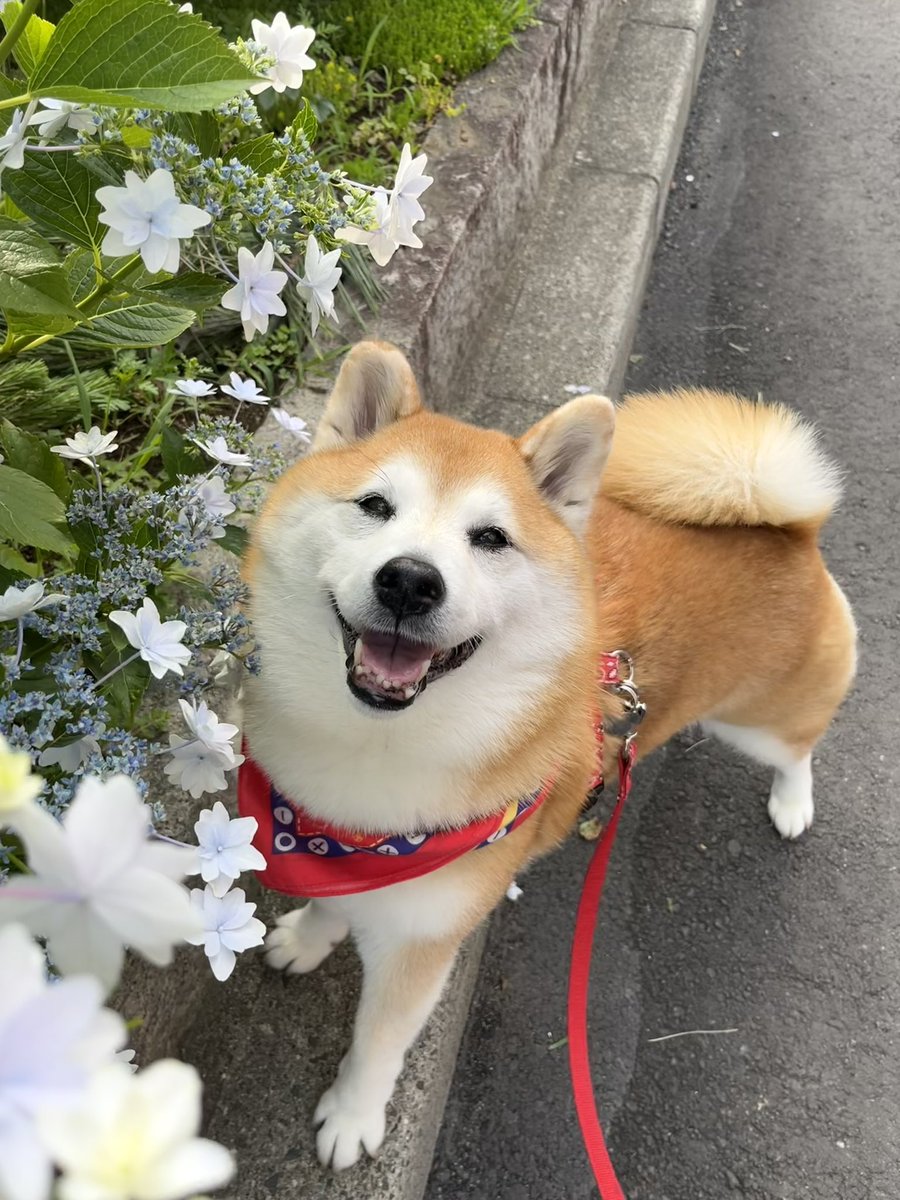 祥and柴犬のまるちゃん On Twitter 今日も˶˚ ᗨ ˚˶ ニパッ 柴犬のいる暮らし 柴犬