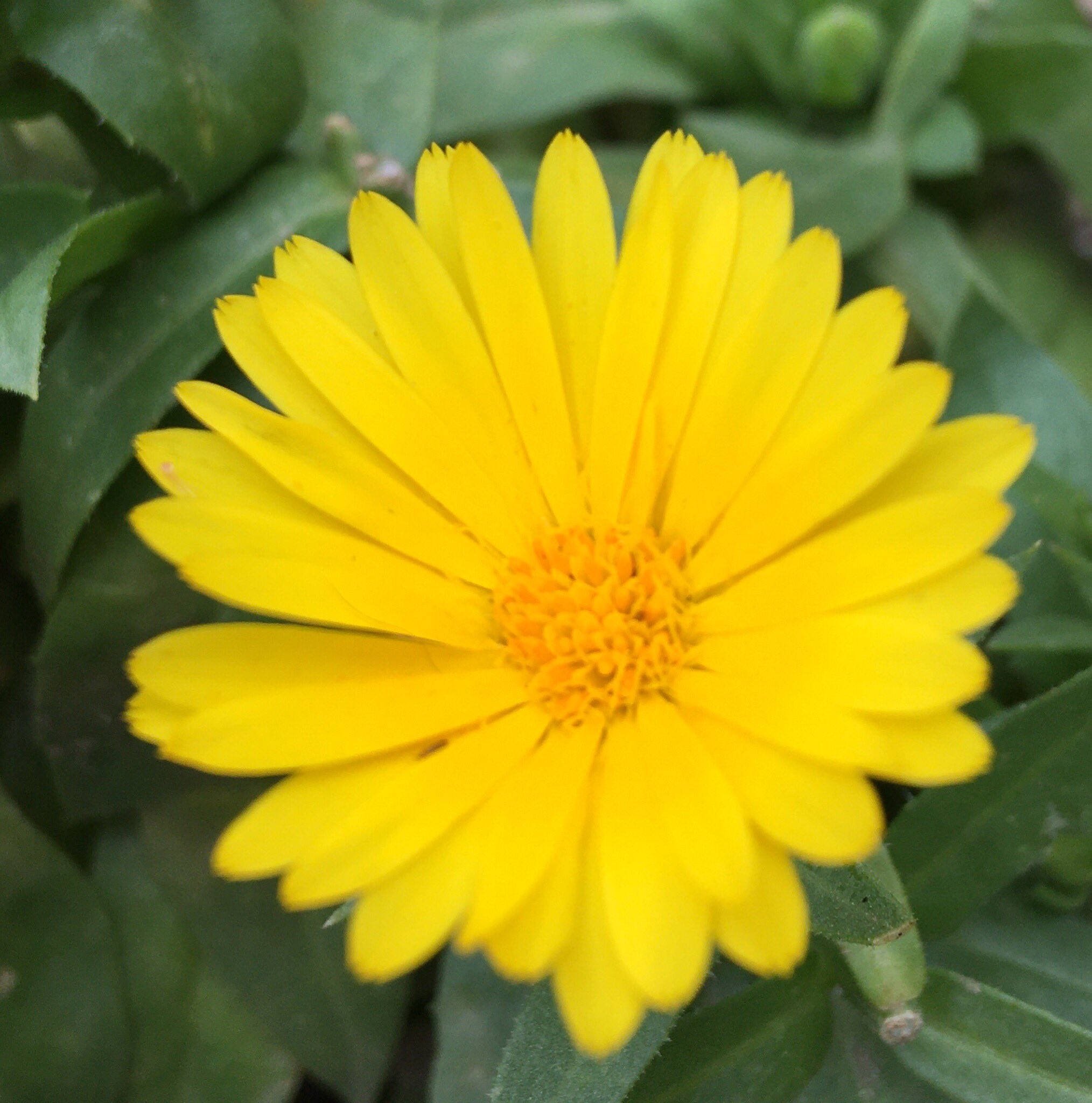 Ako Studio on Twitter: "vitamin color☆ #flower #花 https://t.co/uVxTfNSCAO" / Twitter