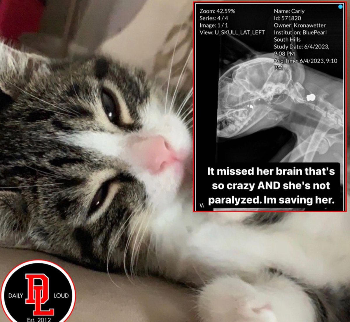 Daily Loud On Twitter A Cat Was Shot In The Head But Miraculously The Bullet Missed Her Brain 🙏