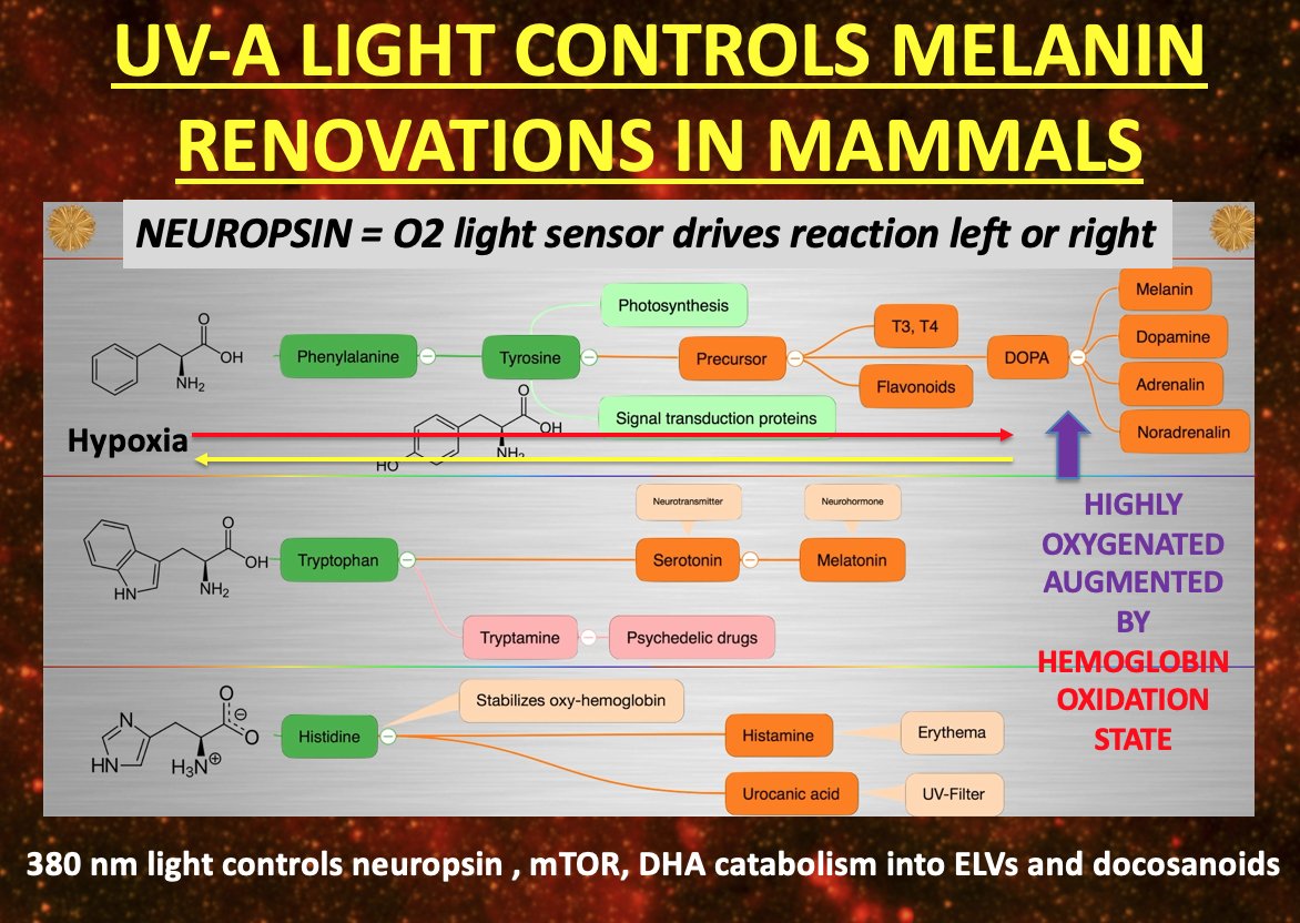 During the 20th century, the study of UV radiation led to the ...