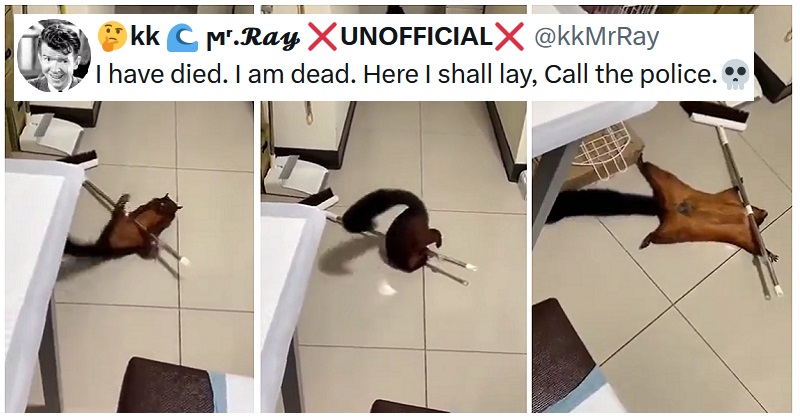 The Poke on Twitter: "One minute and 45 seconds of pure drama as a flying squirrel fakes its own ...