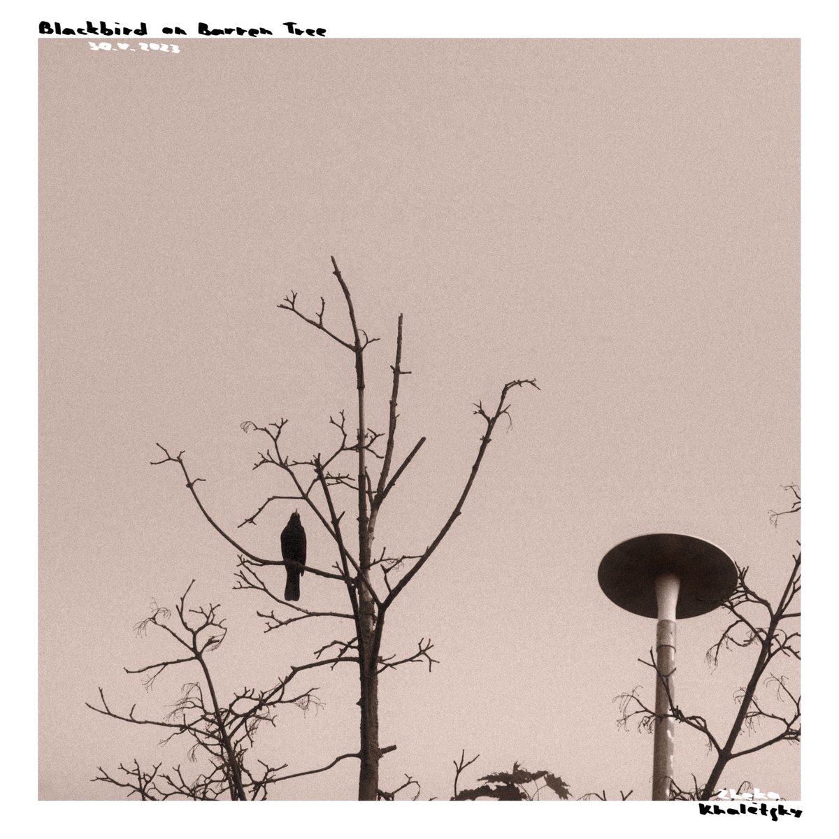 Zheka Khalétsky on Twitter: "Blackbird on Barren Tree 30.V.2023 #photography #noedit #nature"