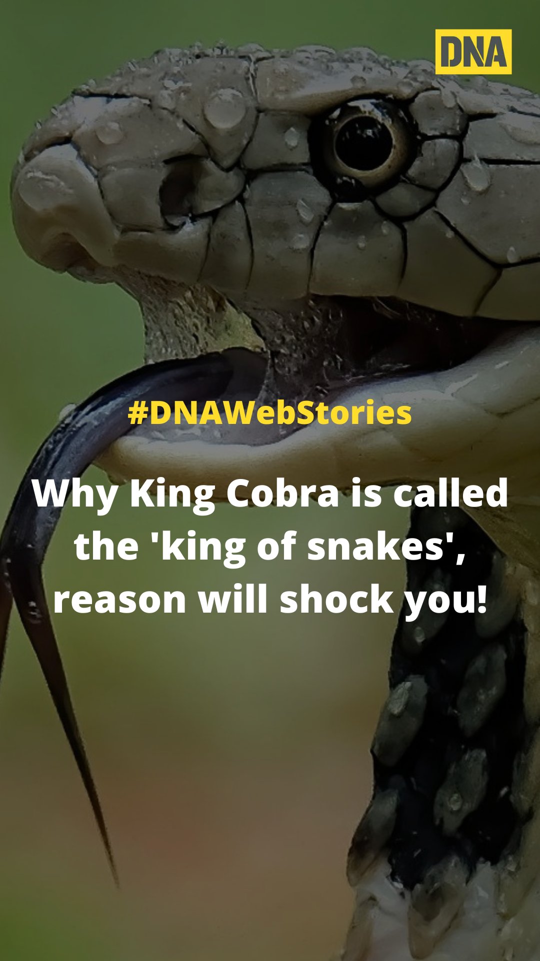 Cobra Snake Quotes