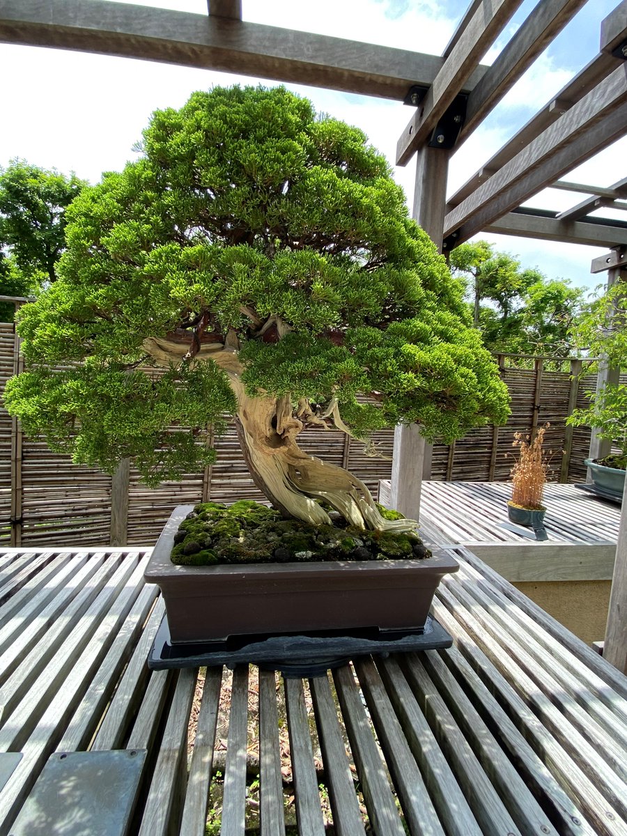 Ambassador of Japan in the Philippines on Twitter: "Since I'll be missing a bonsai event in ...