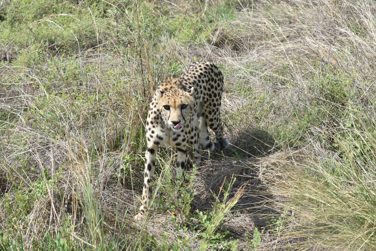 Bhupender Yadav on Twitter: "Visited Kuno National Park today to take stock of how our cheetahs ...