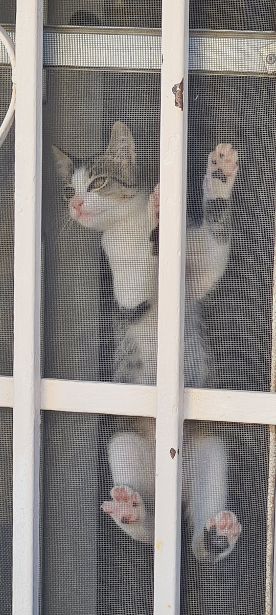celestial-on-twitter-what-do-you-mean-i-m-a-friggin-nosy-cat