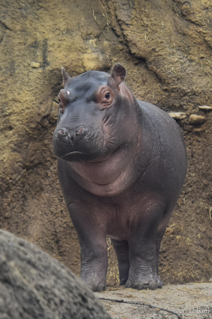 National Zoo Hippo