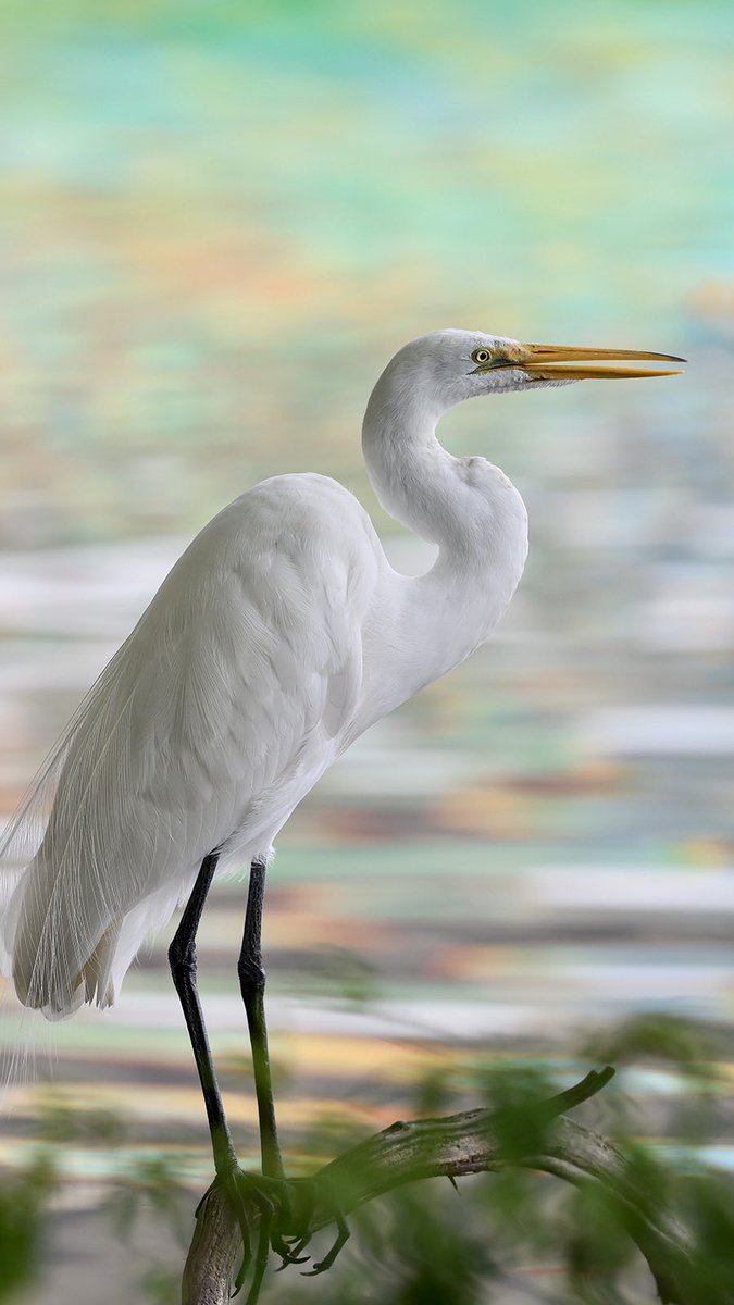 Deborah Sandidge on Twitter: "A pastel look at an egret resting near the shore. Photographed ...