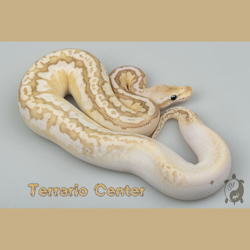 Axanthic Calico Ball Python