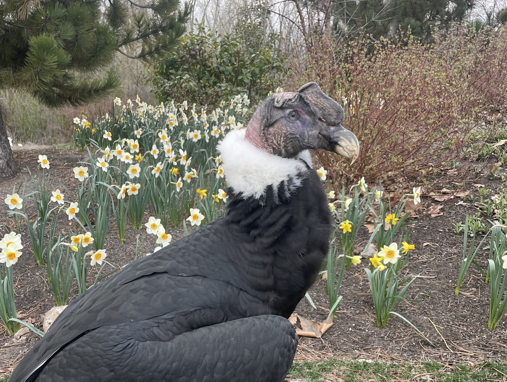 Andy Larsen on Twitter: "Yesterday I learned about Andy N. Condor, the Andean Condor at ...