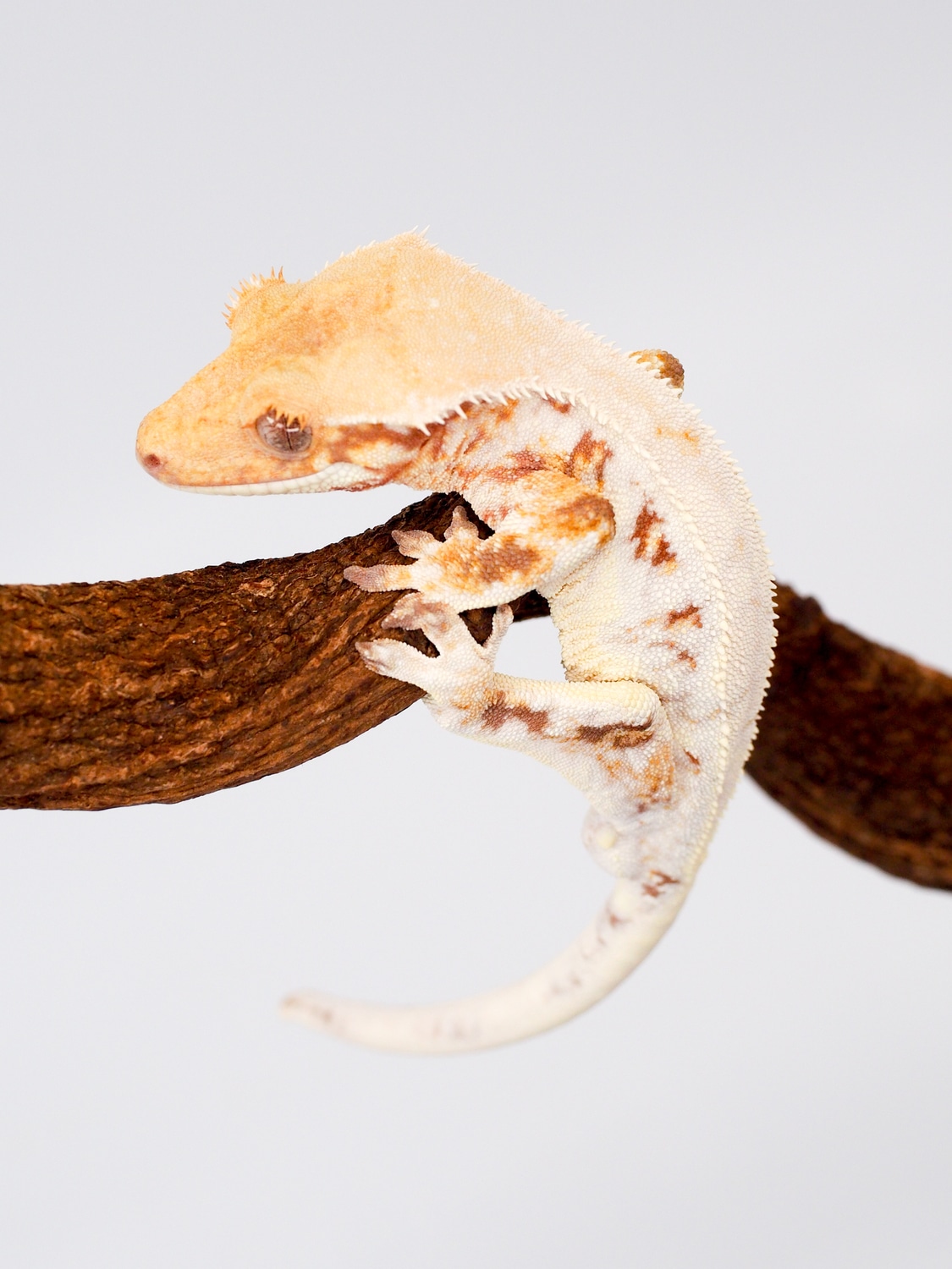 Pink Crested Gecko