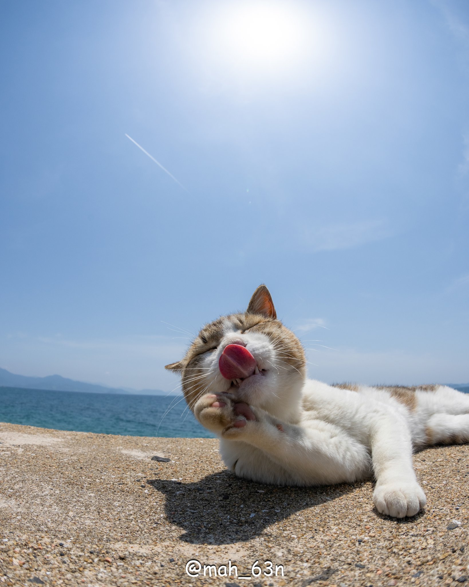mah//自由猫写真🐈🐾 (@mah_63n) / Twitter