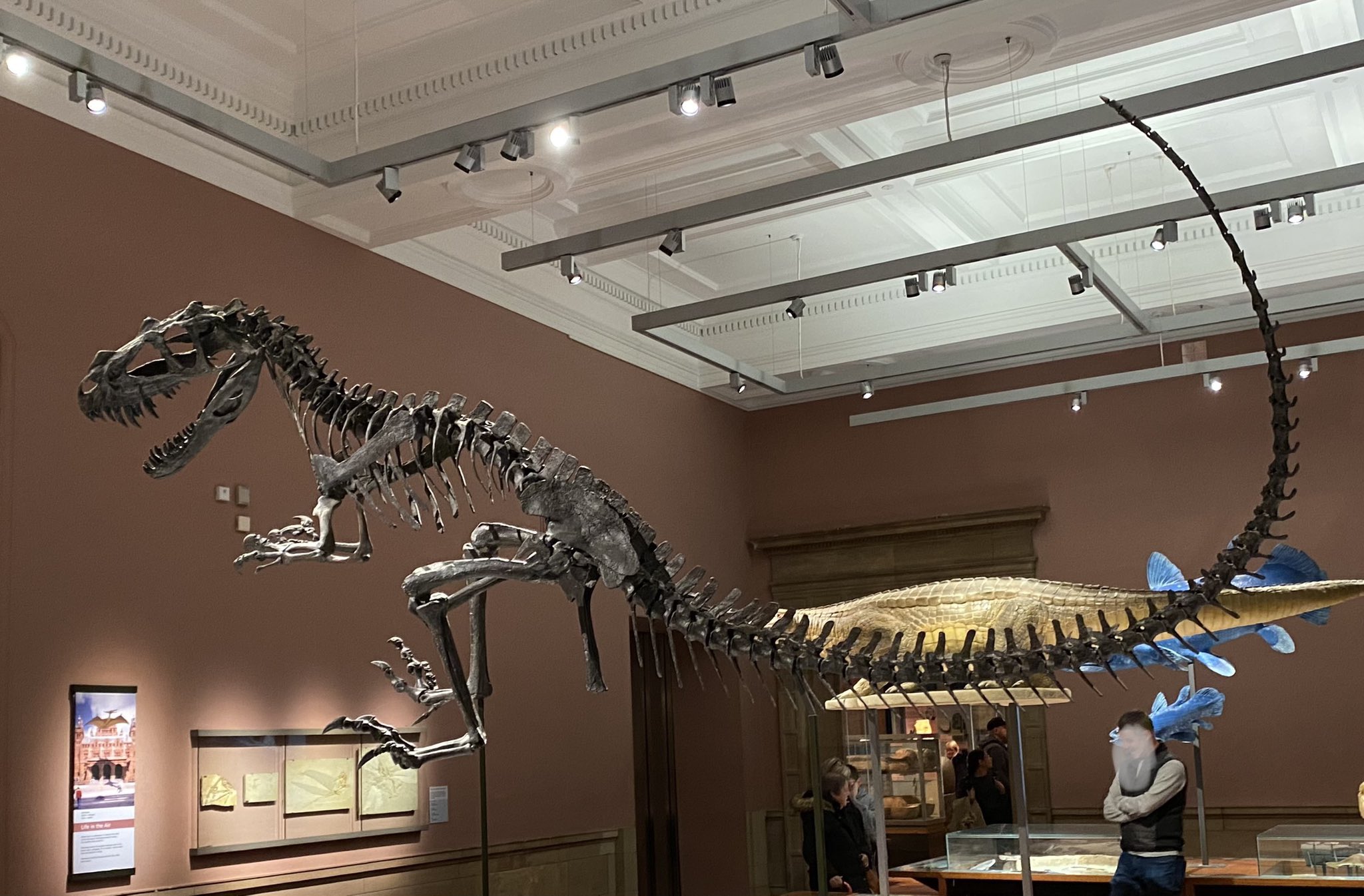 Ceratosaurus Skeleton