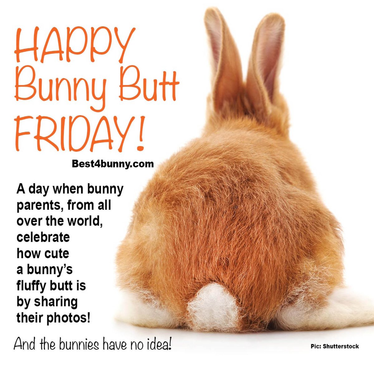 Best4bunny On Twitter Happy Bunny Butt Friday