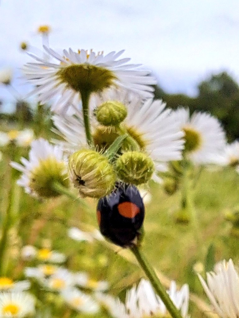 Makiđżď¸ On Twitter äťćĽ ĺşé˘ăŁă ăĺéă ĺ°ăă ăăç´šäťăăăŚăă ăăđââď¸đđ