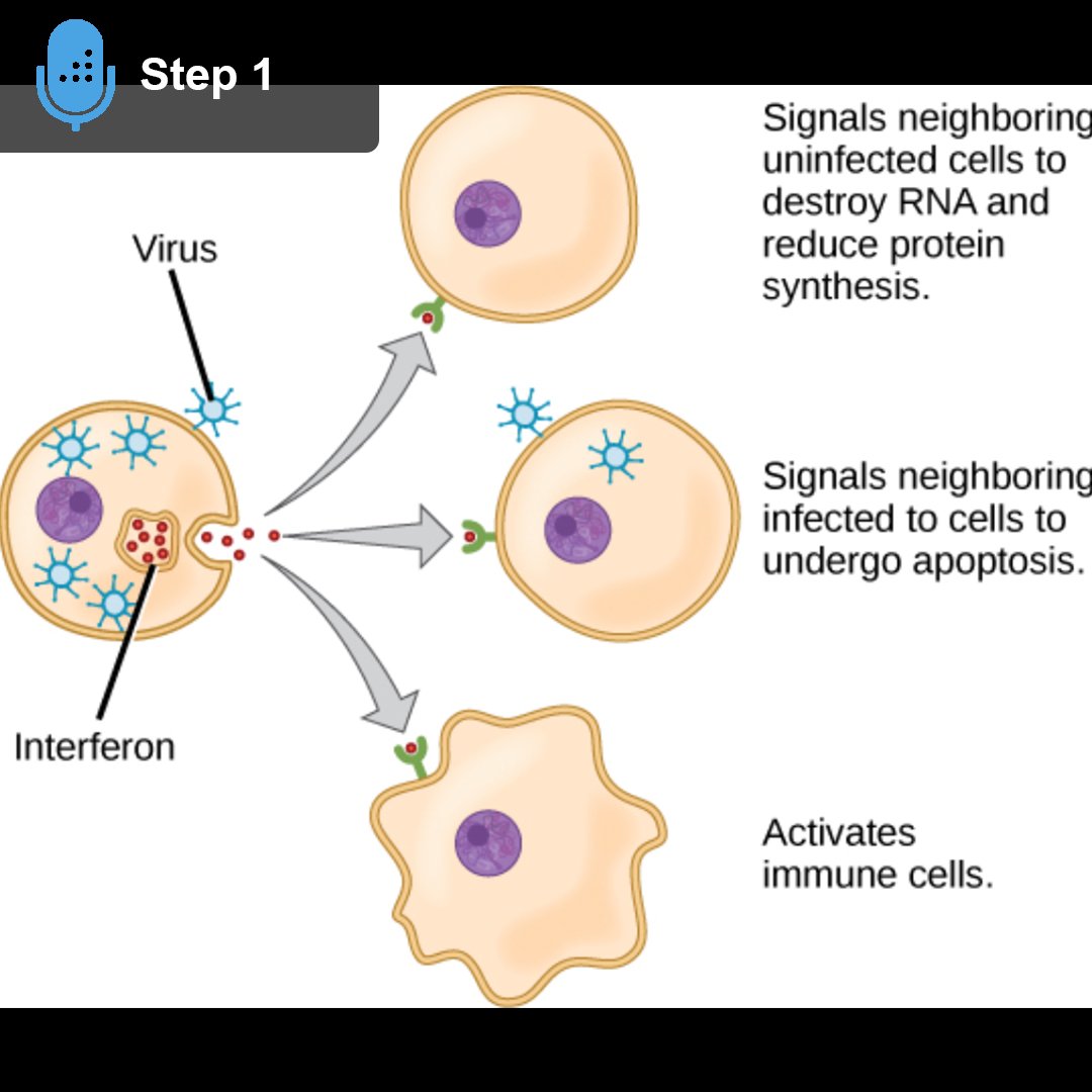 Inflammatory Response Steps