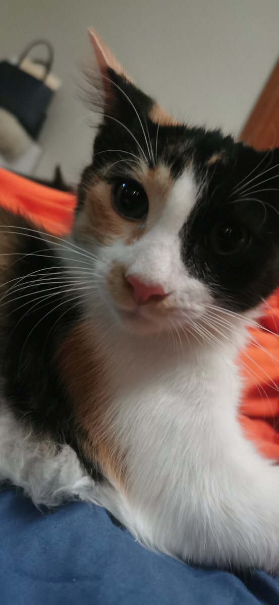 Рина Эрнандес ⛓🖤 On Twitter Yo My Asshole Cat That I Cant Live
