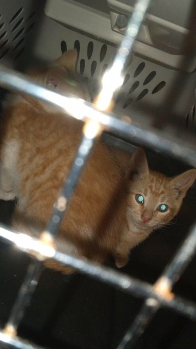 Gandolfs Legacy Cat Rescue On Twitter 9 Days Ago Homeless On The